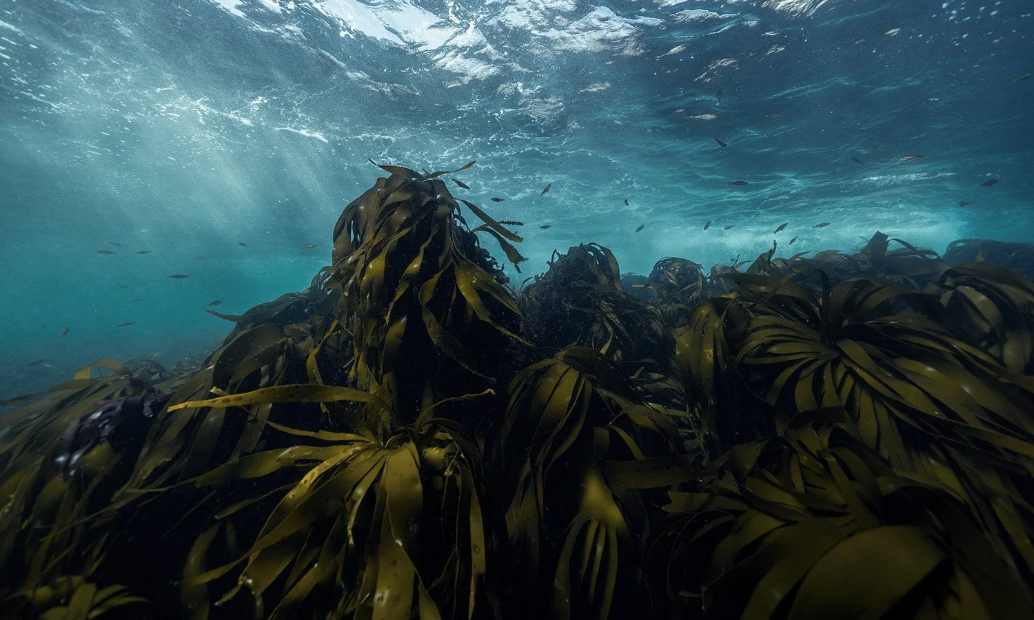 Blue Carbon: What a scientist wants you to know about seaweed — PARLEY