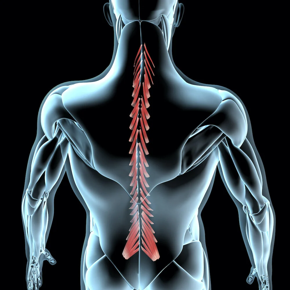 “Pull Your Belly Button to Your Spine”: Should We Still Teach This Cue ...