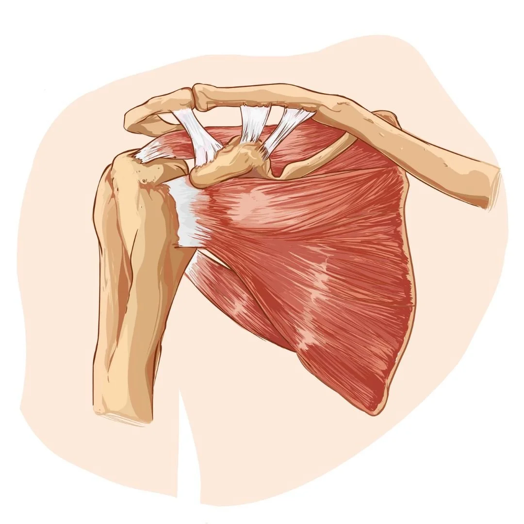 How to Target the Rotator Cuff in Yoga — Jenni Rawlings Yoga & Movement ...