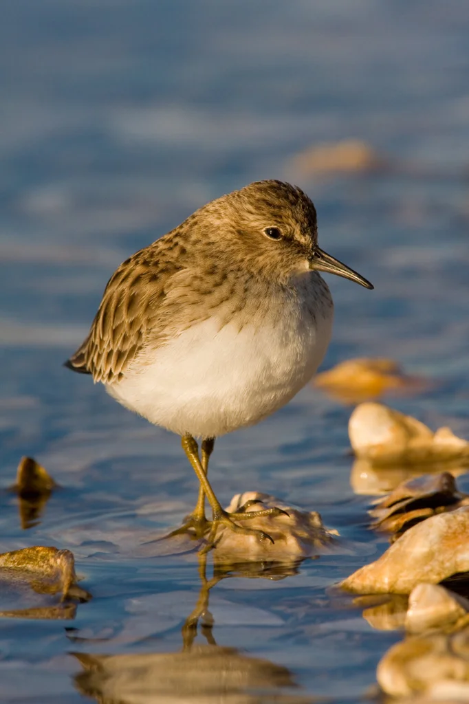 Waterbirds — Lowcountry Photo Safaris