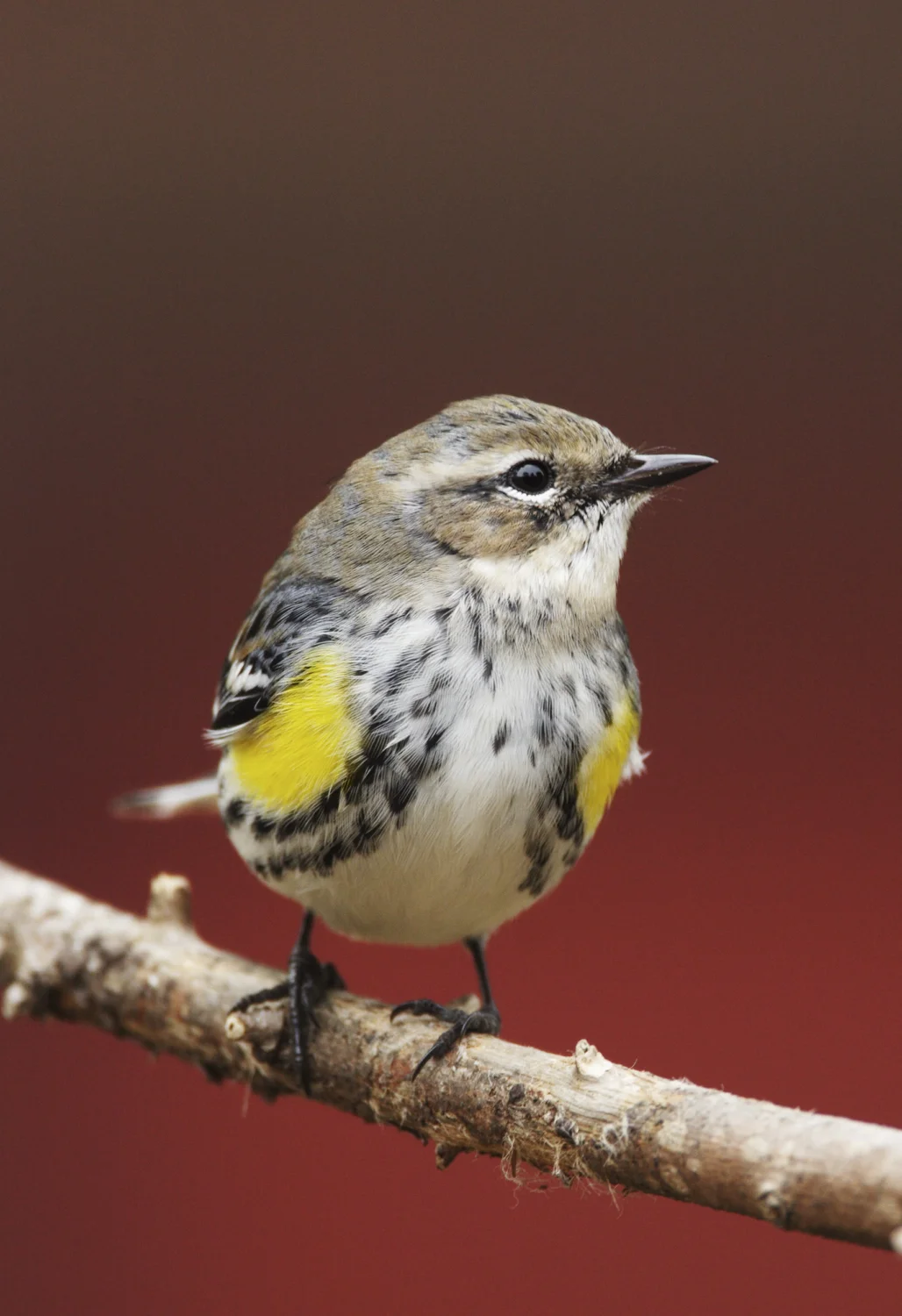 Land Birds — Lowcountry Photo Safaris