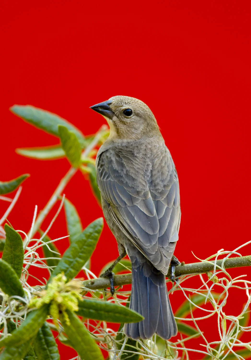 Land Birds — Lowcountry Photo Safaris