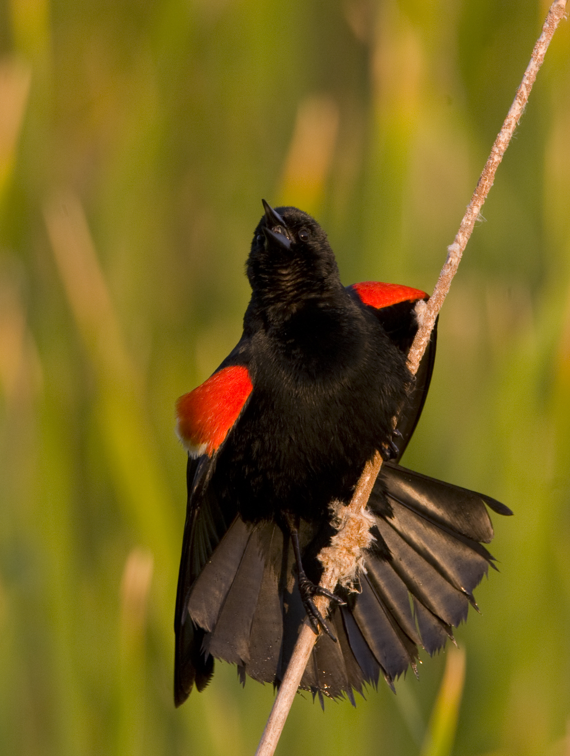 Land Birds — Lowcountry Photo Safaris