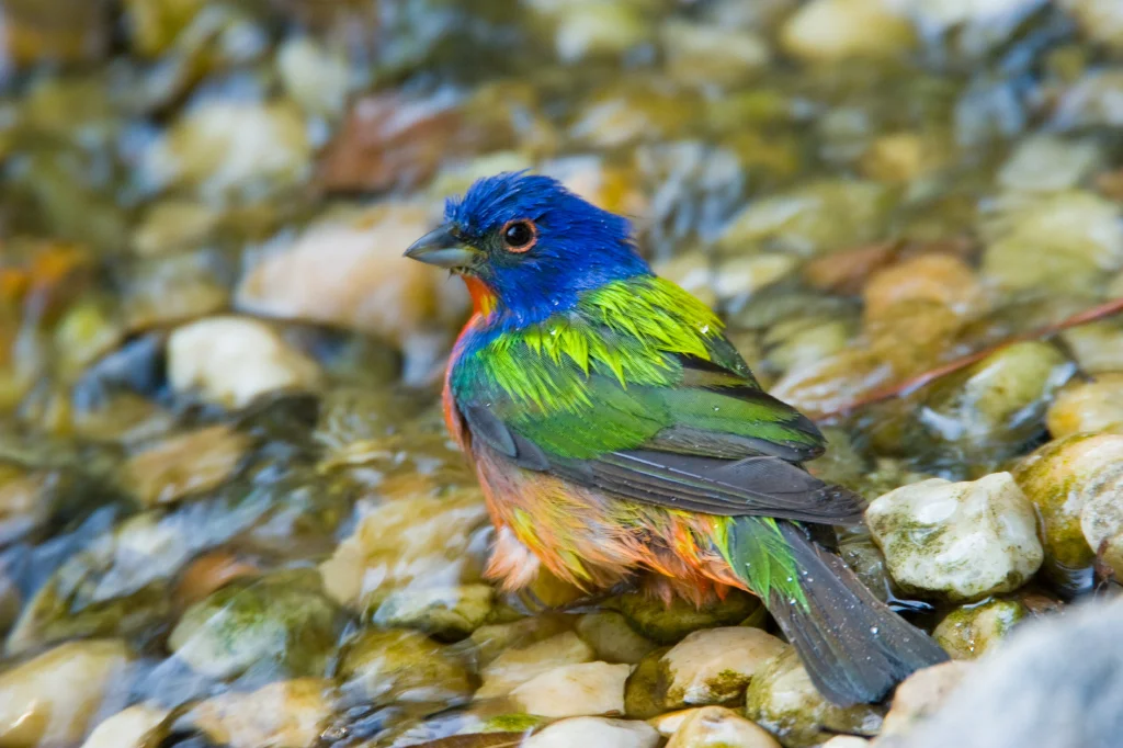 Land Birds — Lowcountry Photo Safaris