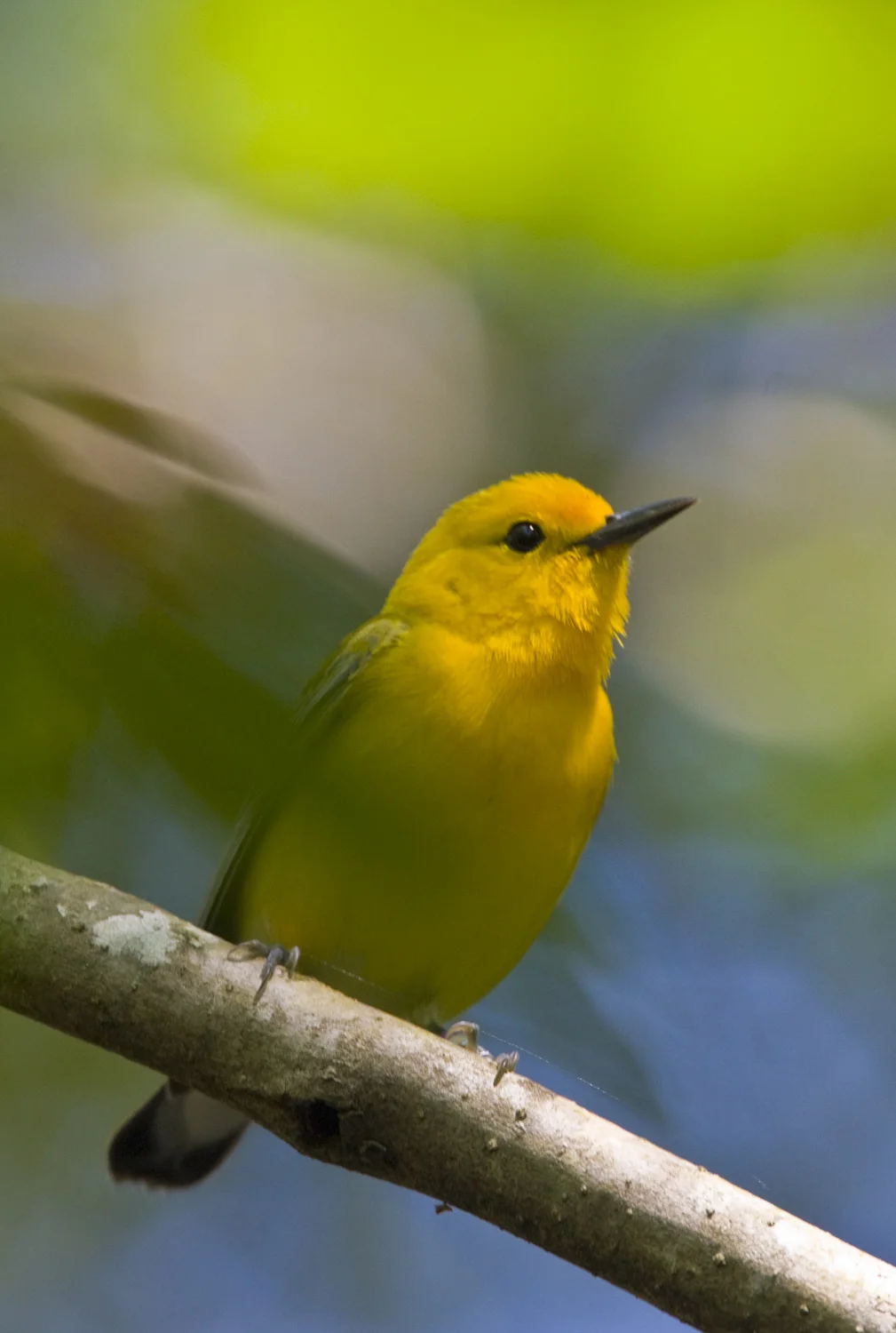 Land Birds — Lowcountry Photo Safaris