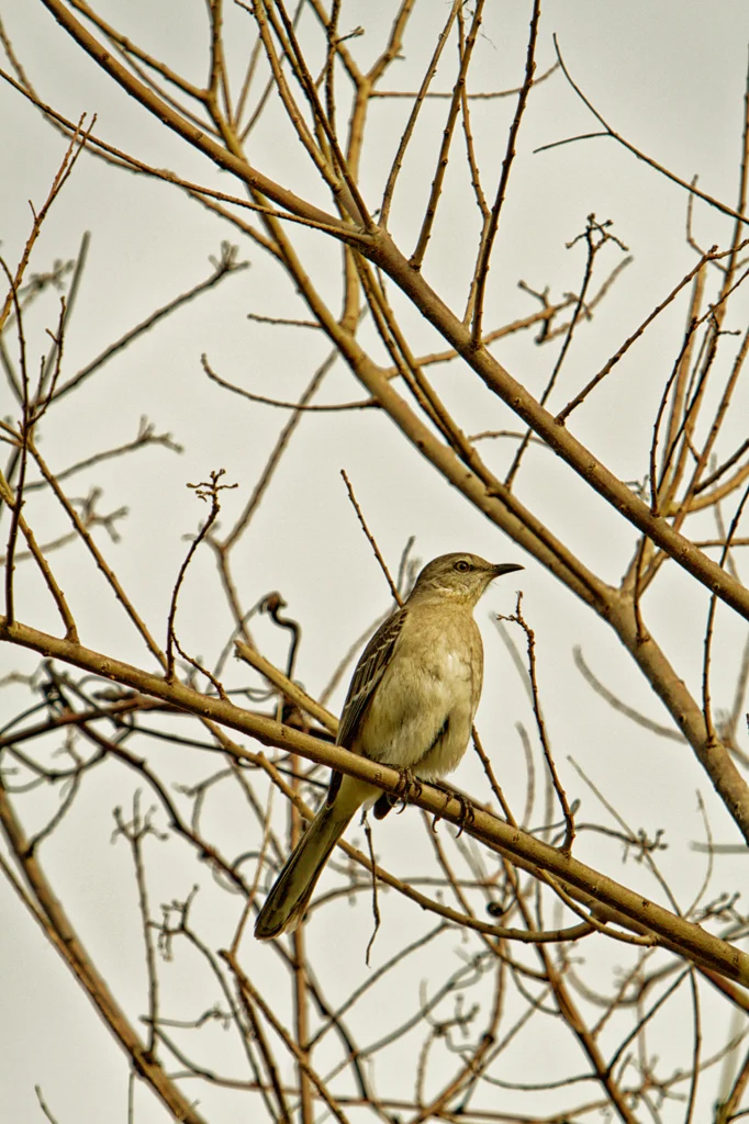 Land Birds — Lowcountry Photo Safaris