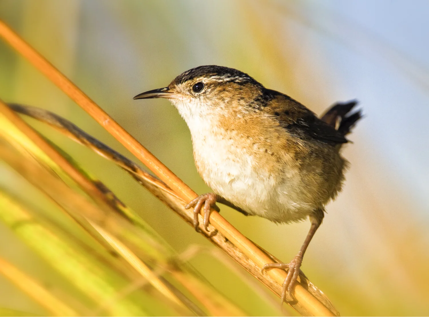 Land Birds — Lowcountry Photo Safaris