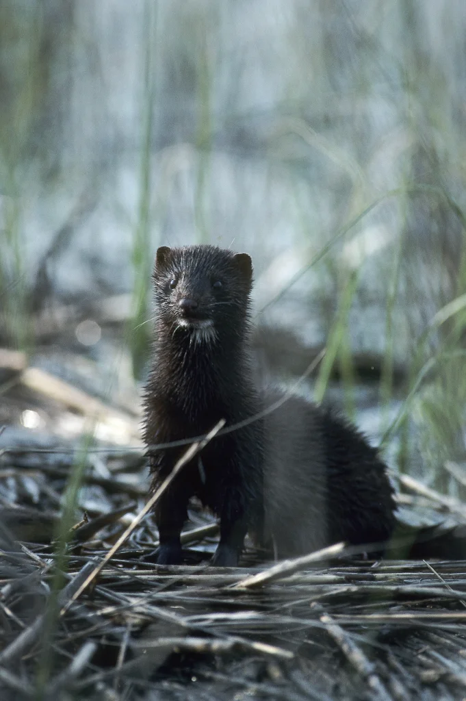 Lowcountry Photo Safaris