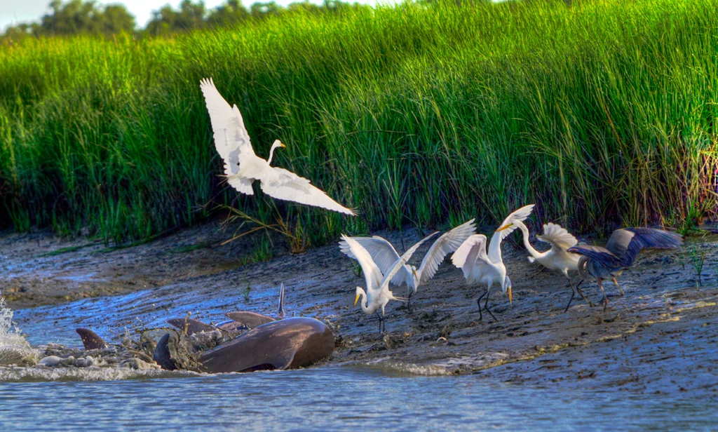 Lowcountry Photo Safaris