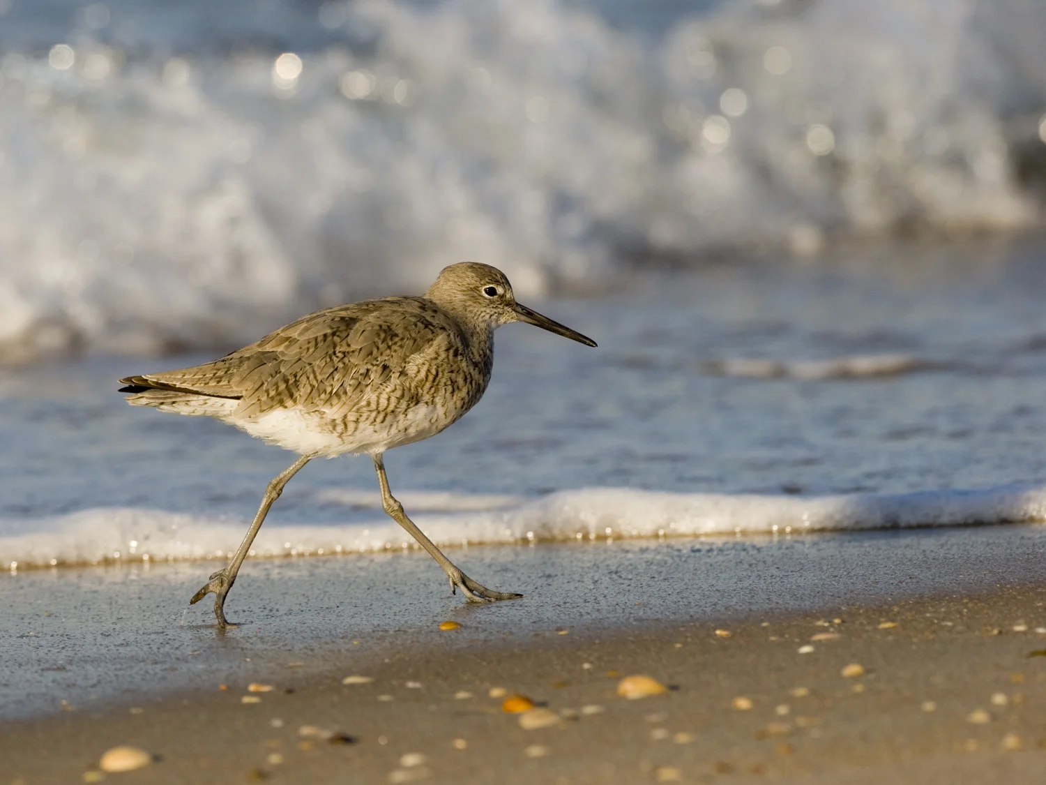 Shorebirds — Lowcountry Photo Safaris