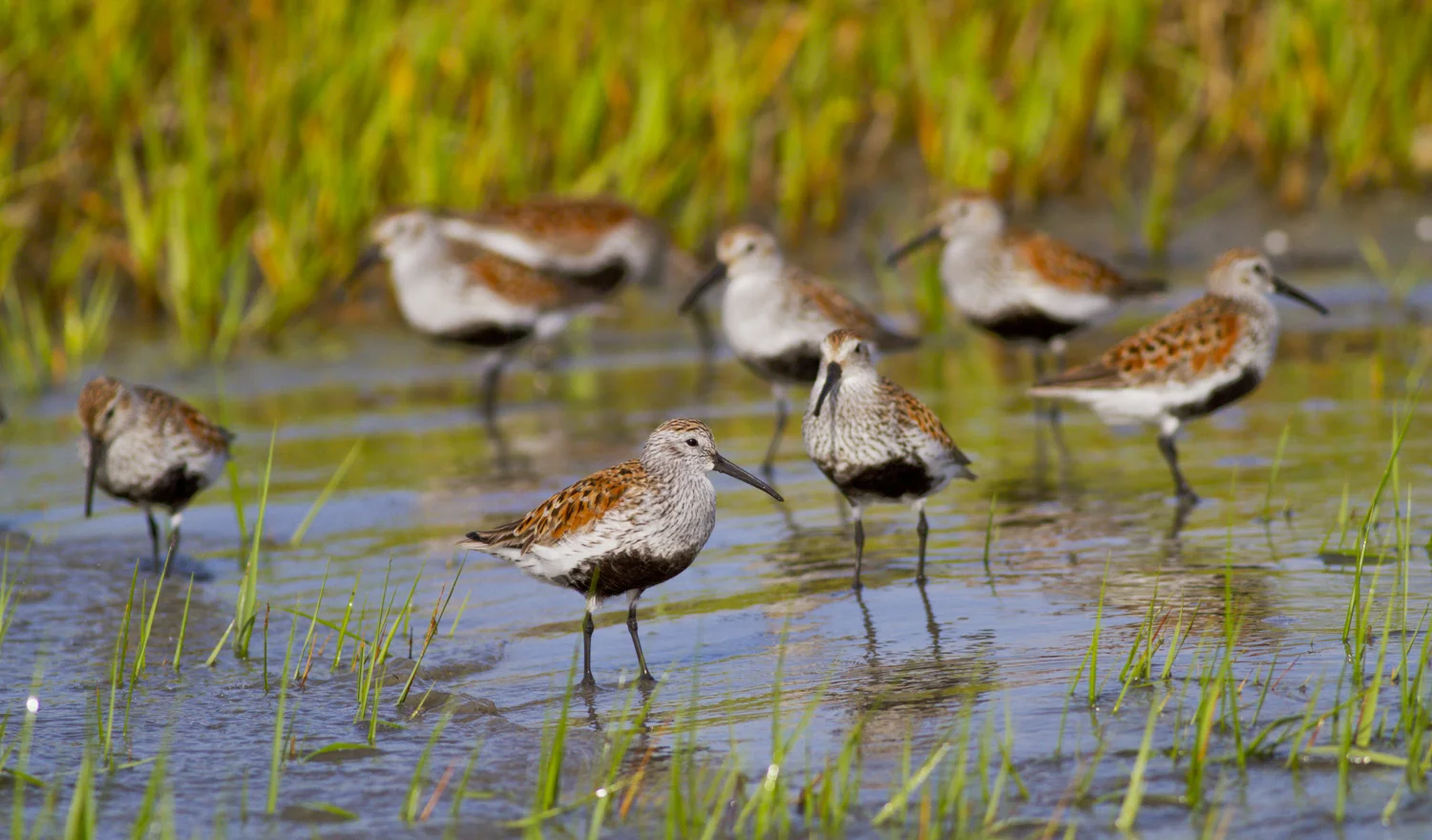 Shorebirds — Lowcountry Photo Safaris