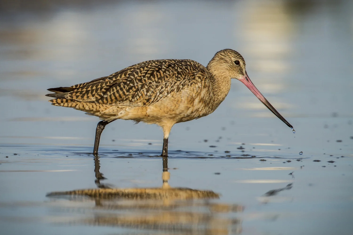 Shorebirds — Lowcountry Photo Safaris