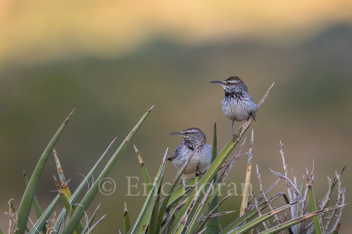 Land Birds — Lowcountry Photo Safaris