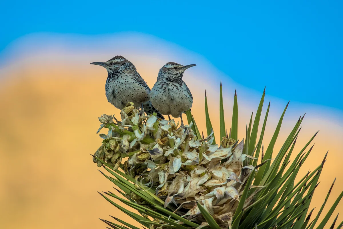 Land Birds — Lowcountry Photo Safaris