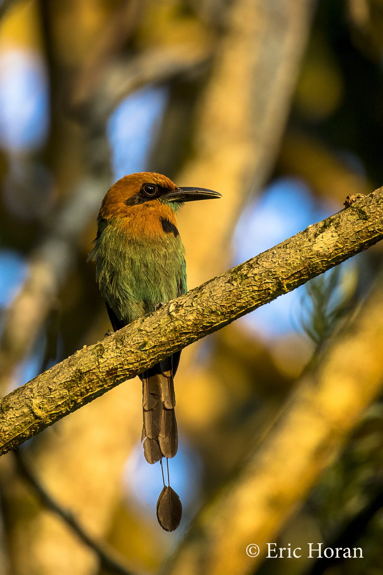 Land Birds — Lowcountry Photo Safaris