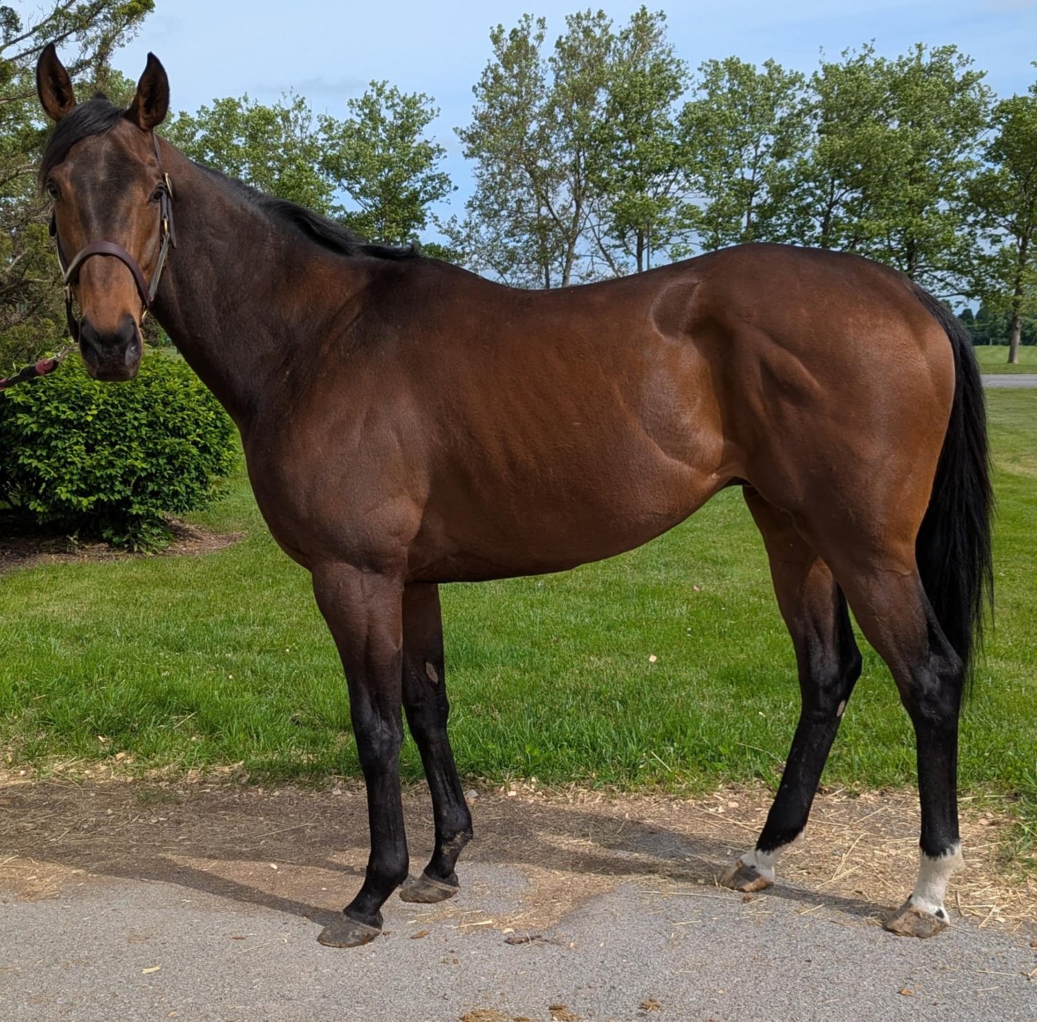 Finger Lakes Thoroughbred Adoption Program
