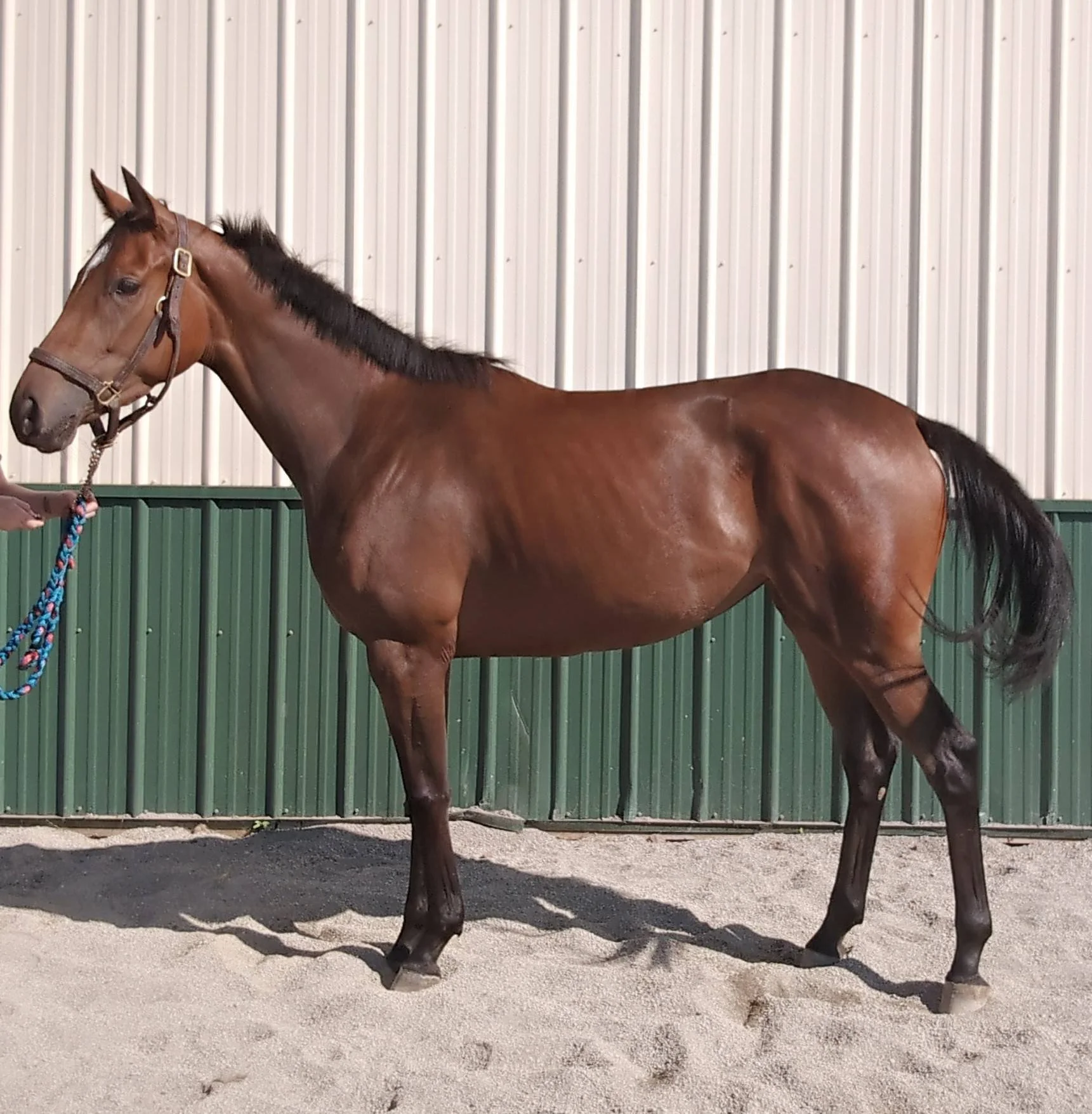 Available Horses — Finger Lakes Thoroughbred Adoption Program