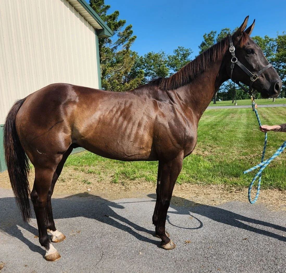 Available Horses — Finger Lakes Thoroughbred Adoption Program