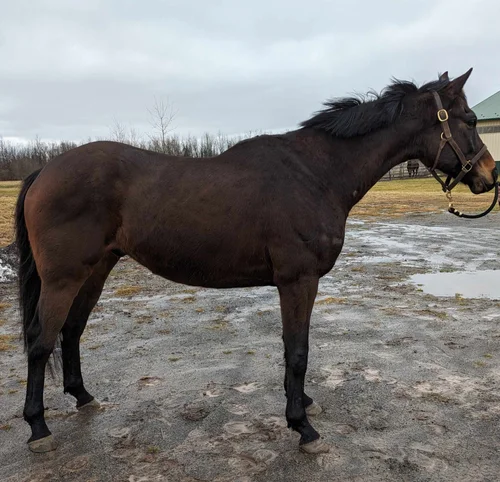 Available Horses — Finger Lakes Thoroughbred Adoption Program