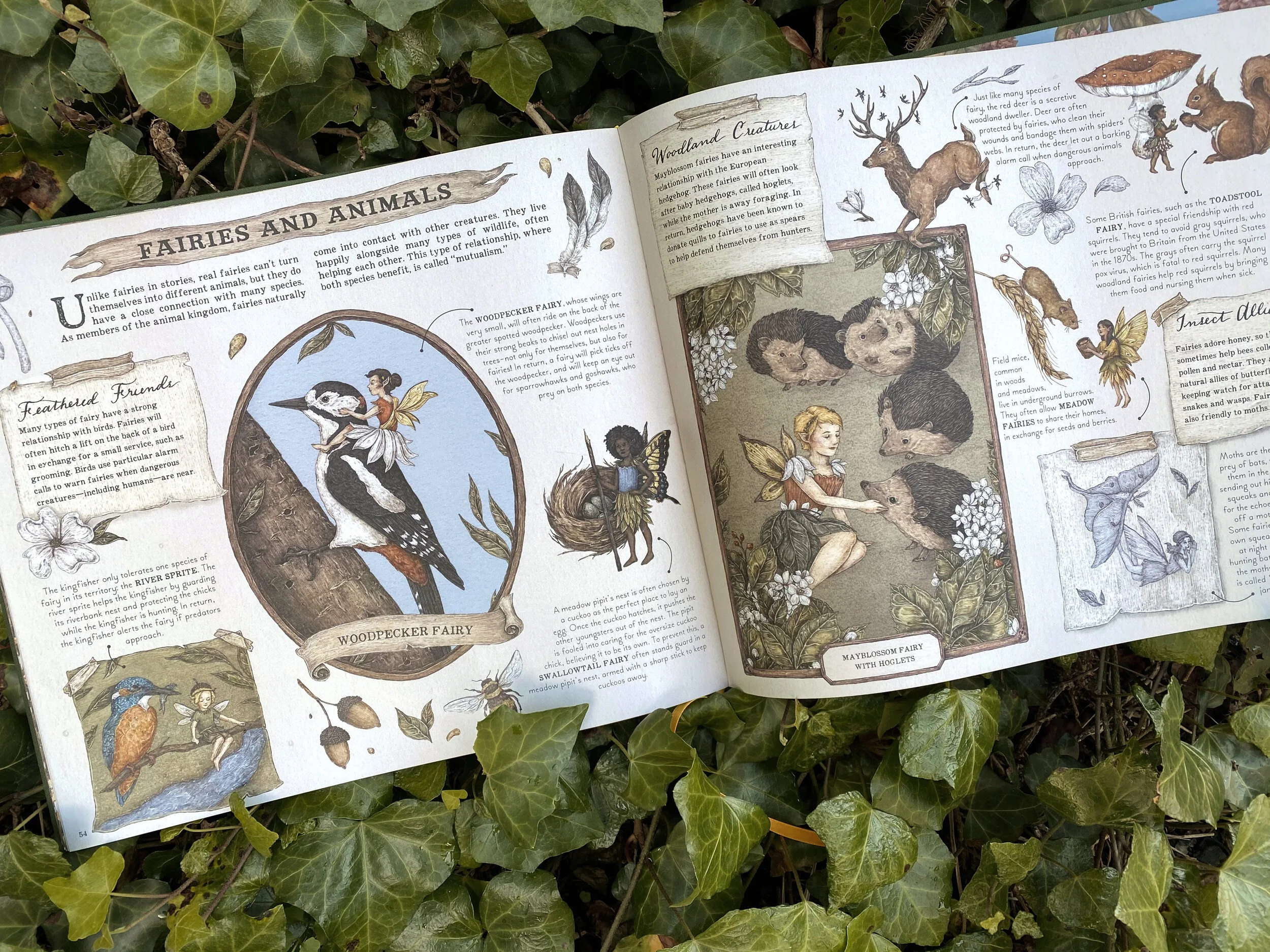 History And Types Of Fairies