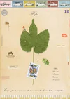 DRUG PLANTS — MF CARDAMONE