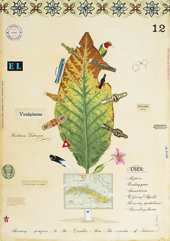 DRUG PLANTS — MF CARDAMONE