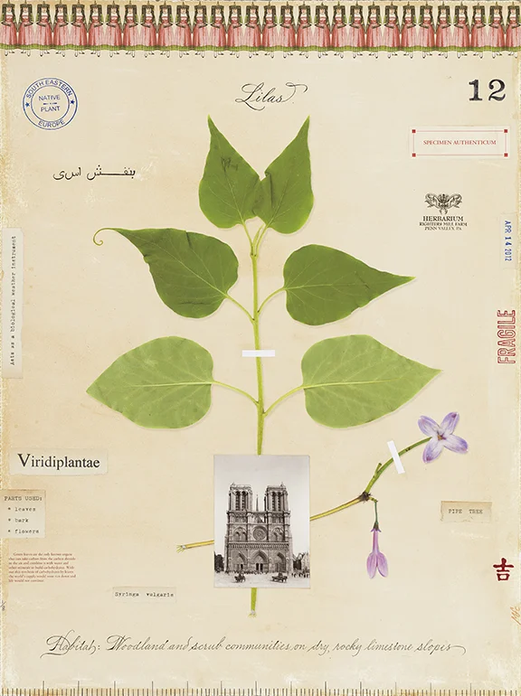 FIGURES, FISH, ETC — MF CARDAMONE