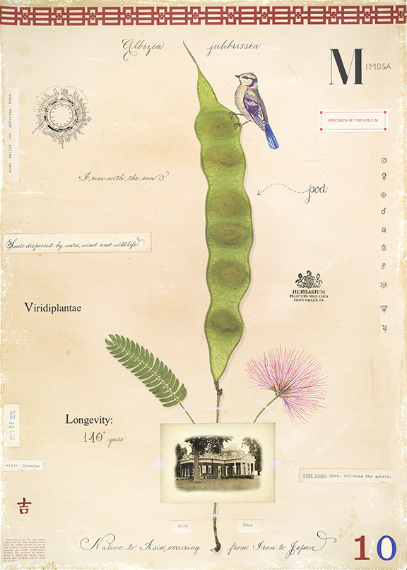 FIGURES, FISH, ETC — MF CARDAMONE