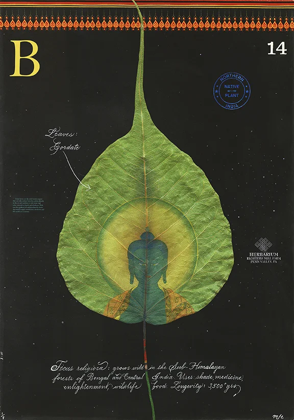SACRED PLANTS — MF CARDAMONE