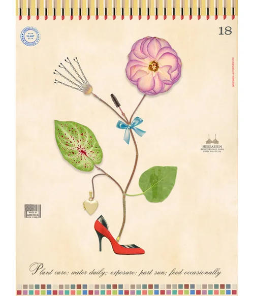 LIMITED EDITIONS — M.F. CARDAMONE