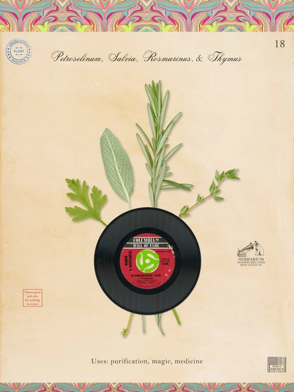 MF CARDAMONE
