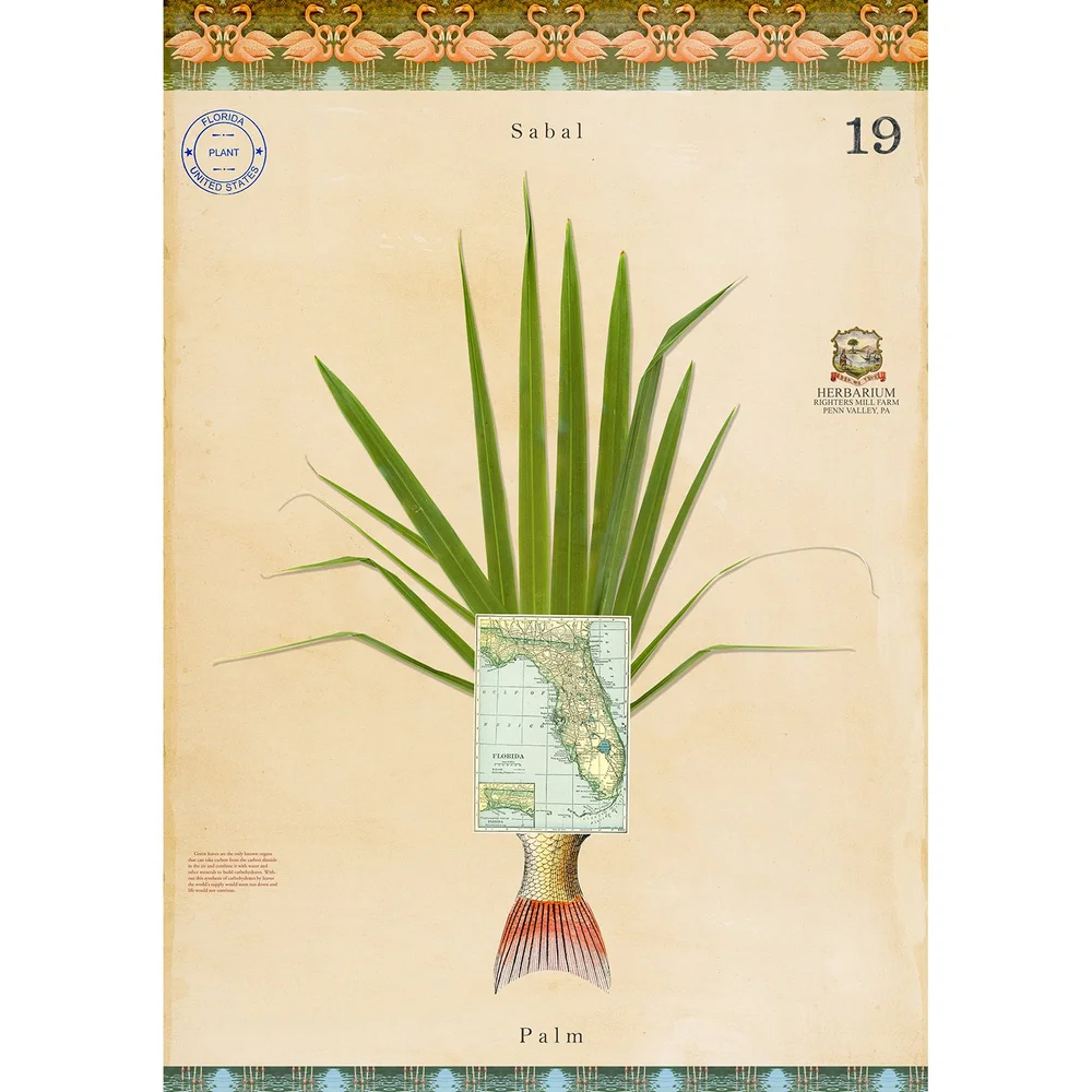 LIMITED EDITIONS — M.F. CARDAMONE