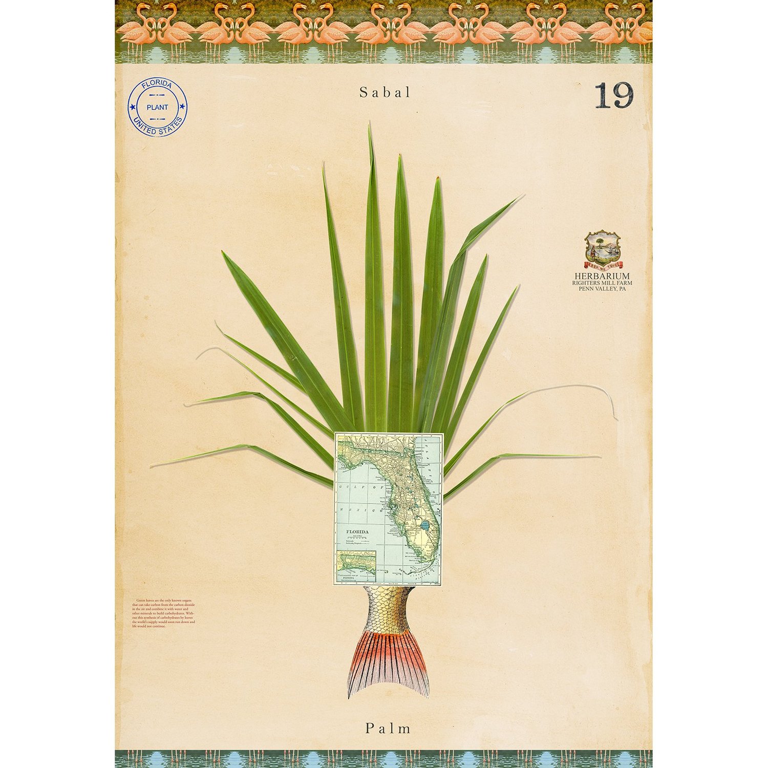 LIMITED EDITIONS — M.F. CARDAMONE