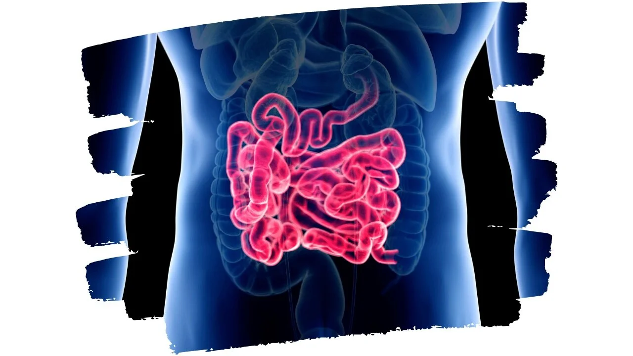 Small Intestine Conditions — Sandy C Newbigging