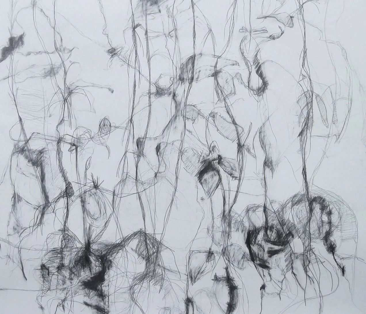 Fiona Donald