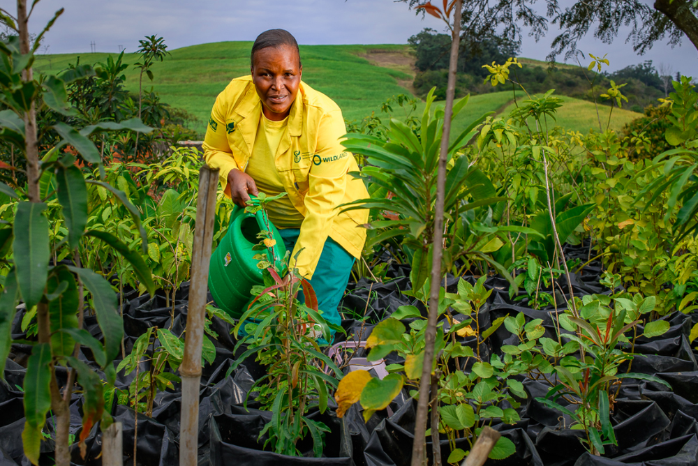 South African eco-organisations to watch — and actively support — Treeshake