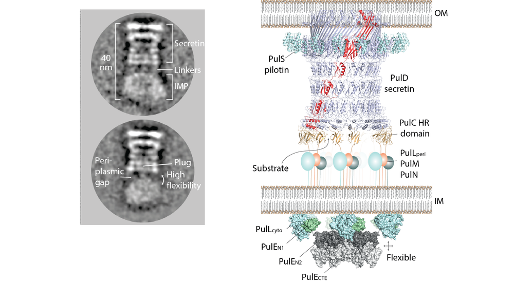Bacterial secretion systems — TheLowLab