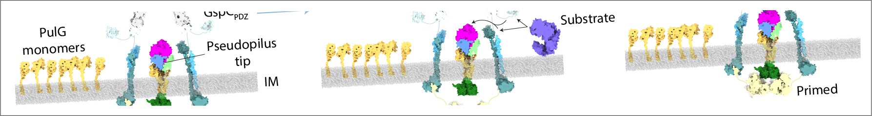 Bacterial secretion systems — TheLowLab
