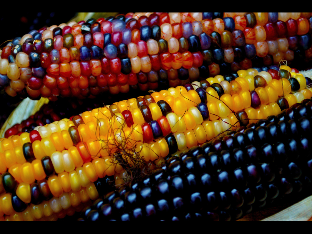 vergeer farms