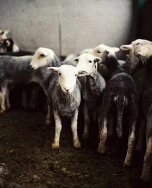 A New Way of Working With Wool — Solidwool