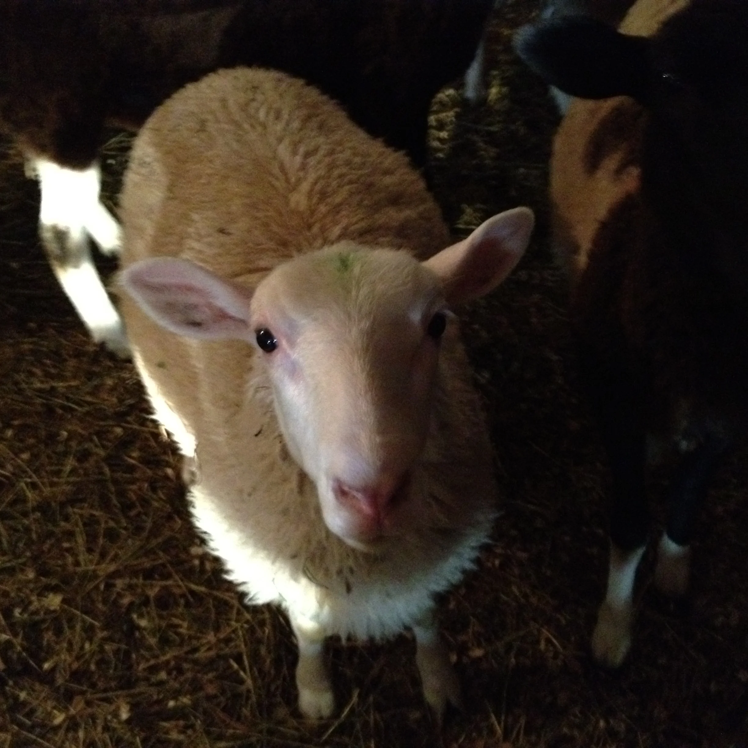 Livestock — Stowell FarmLivestock