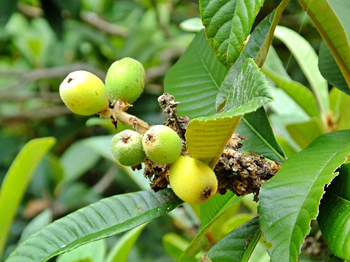 25+ Loquat Recipes and Desserts | How to Eat Loquats | The Smart Slow ...