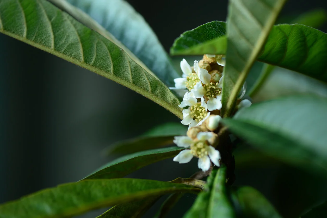 25+ Loquat Recipes and Desserts | How to Eat Loquats | The Smart Slow ...