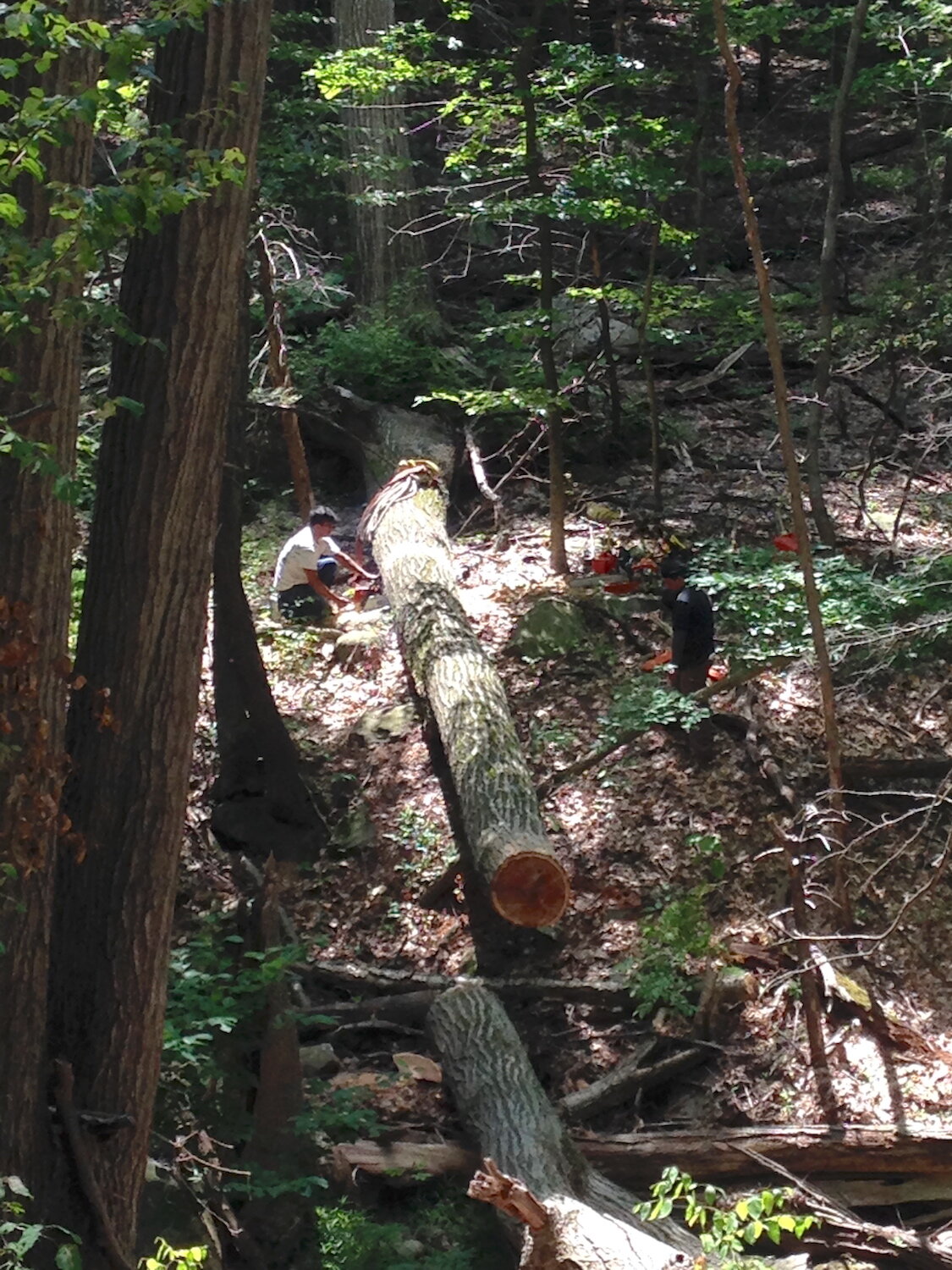 Log Bridge — MANITOGA