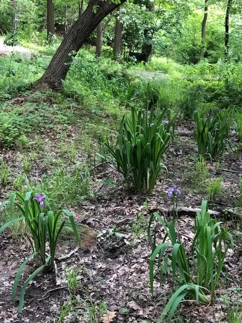 Vernal Pool — MANITOGA