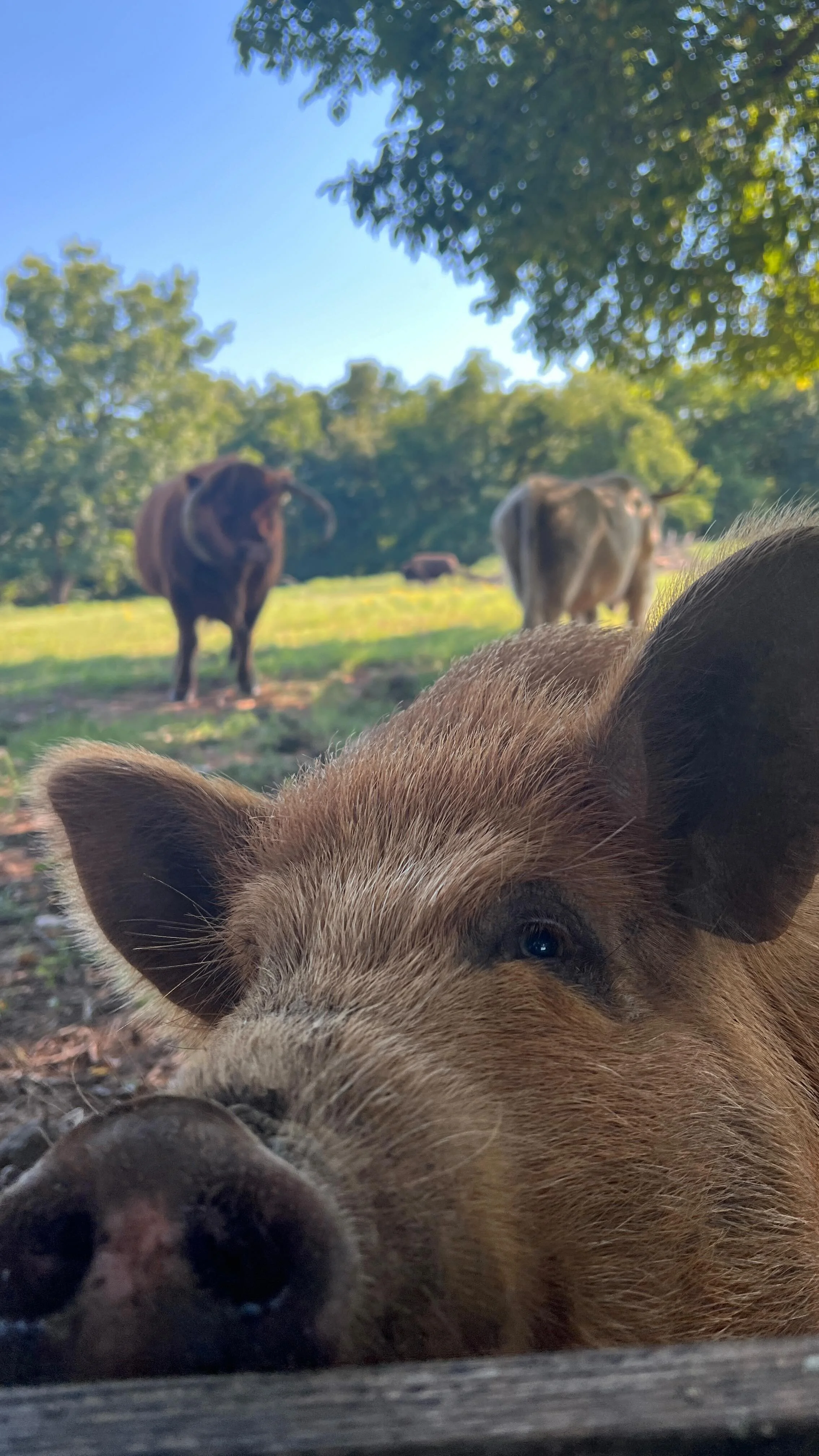 Wedding Guests of Spain Ranch-SPAIN RANCH