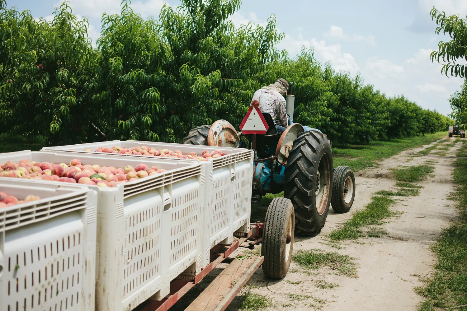 pearson farms — emily blincoe