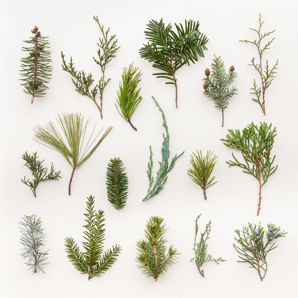 winter greens. — emily blincoe