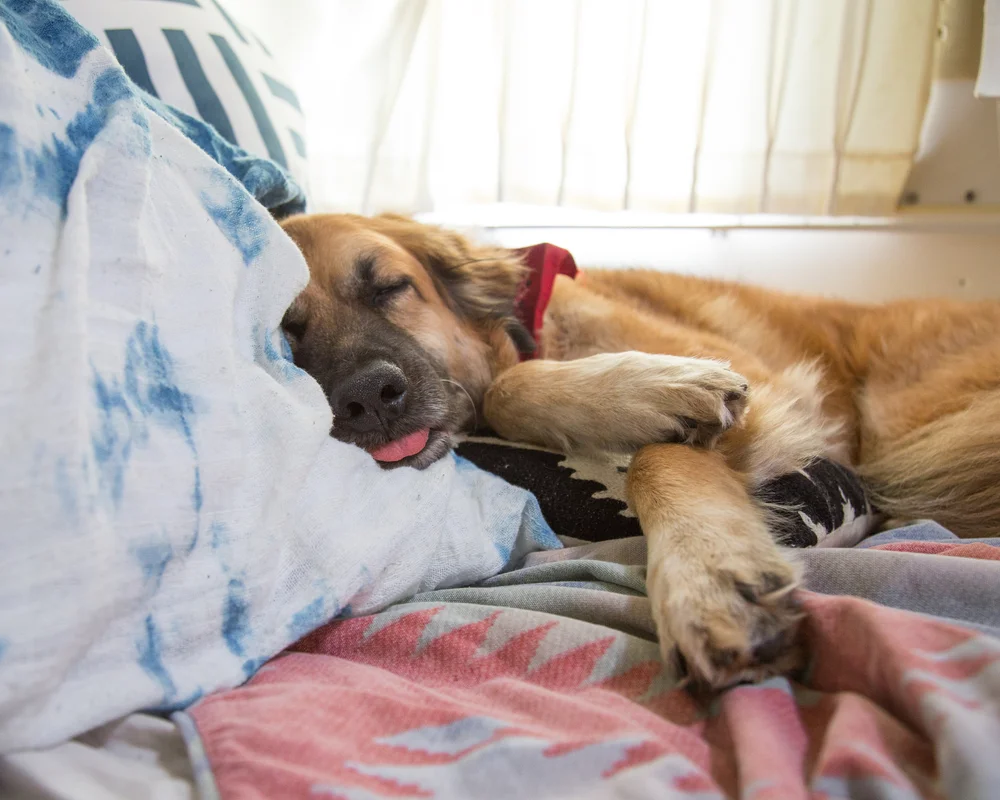 dog naps — emily blincoe