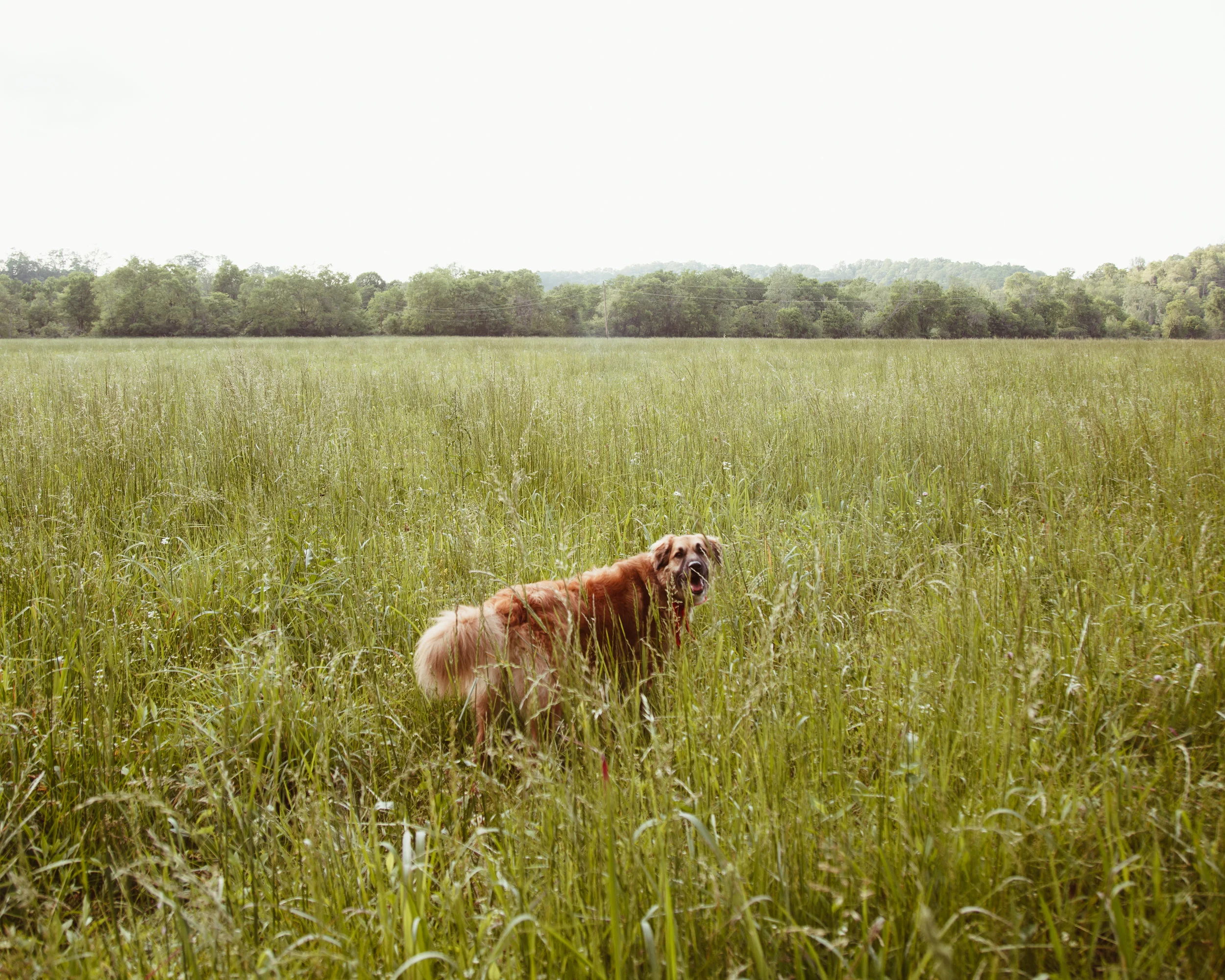 sweet tennessee — emily blincoe